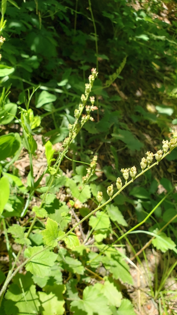 fringe cups from Goodyears Bar, CA 95944, USA on June 10, 2020 at 11:18 ...