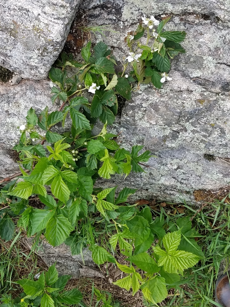 Common Dewberry from Northwest St Louis, MN, USA on June 11, 2020 at 04 ...