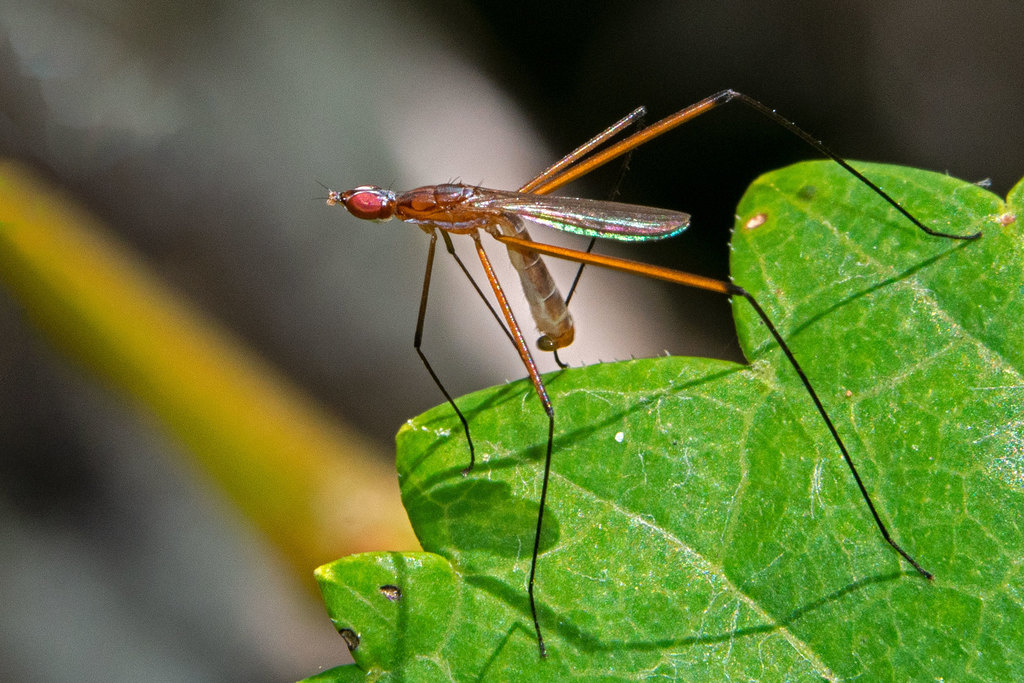 Micropeza from Arroyo Frío 41000, Dominican Republic on May 23, 2020 at ...