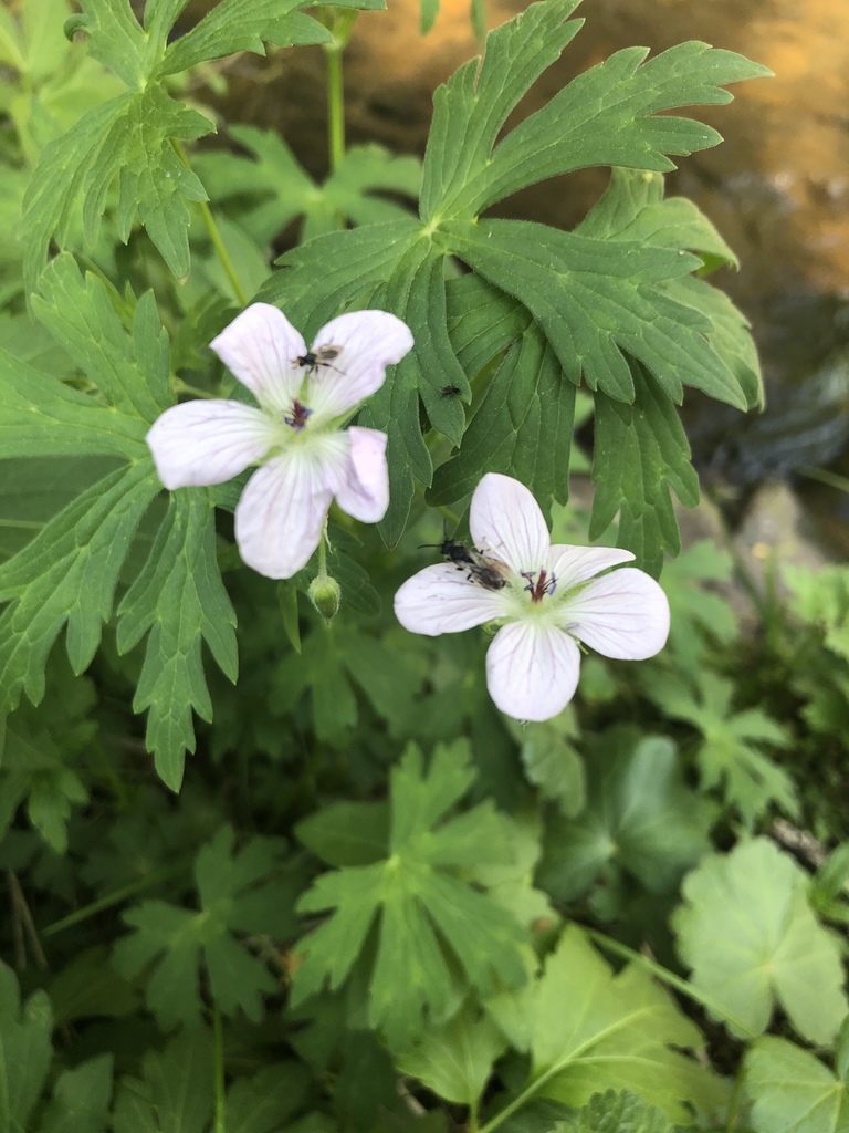 Richardson's geranium from Apache National Forest, Greer, AZ, US on ...