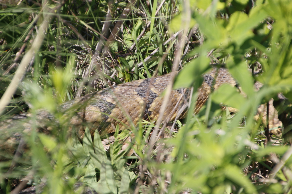 Timber Rattlesnake in June 2020 by Mathew Zappa · iNaturalist