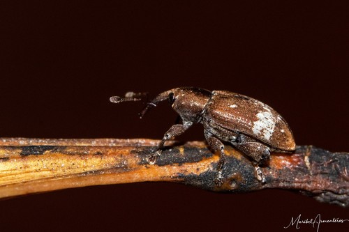 (Ceratopus)