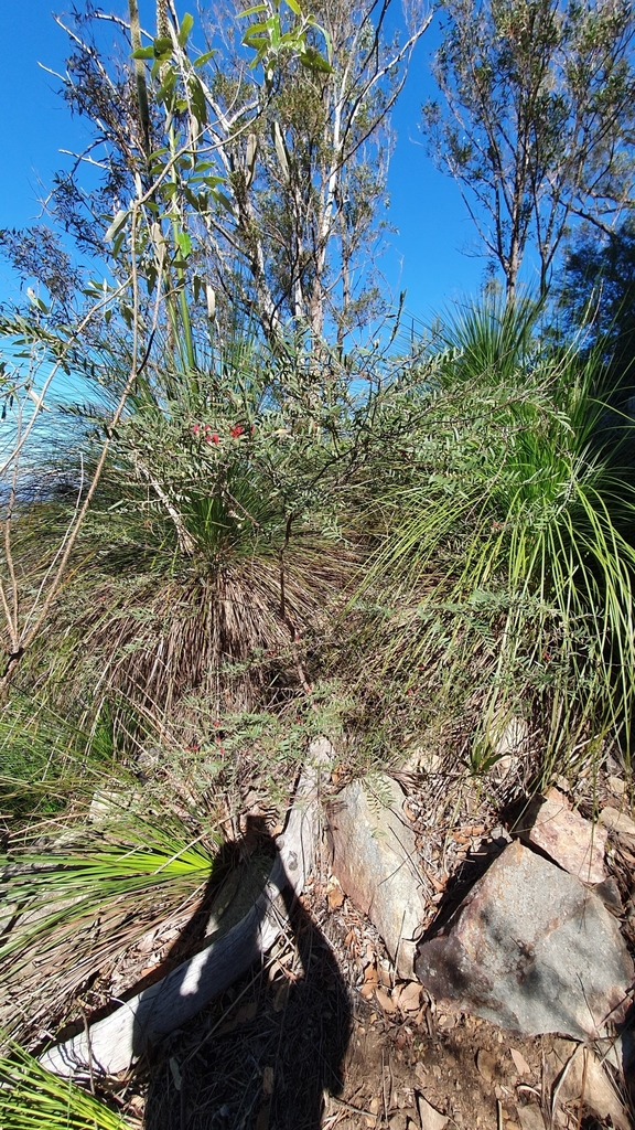 Bossiaea rupicola from Moogerah QLD 4309, Australia on June 12, 2020 at ...