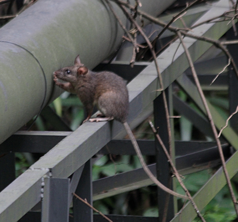 Edwards's Long-tailed Giant Rat from Dujiangyan City, Chengdu, Sichuan ...