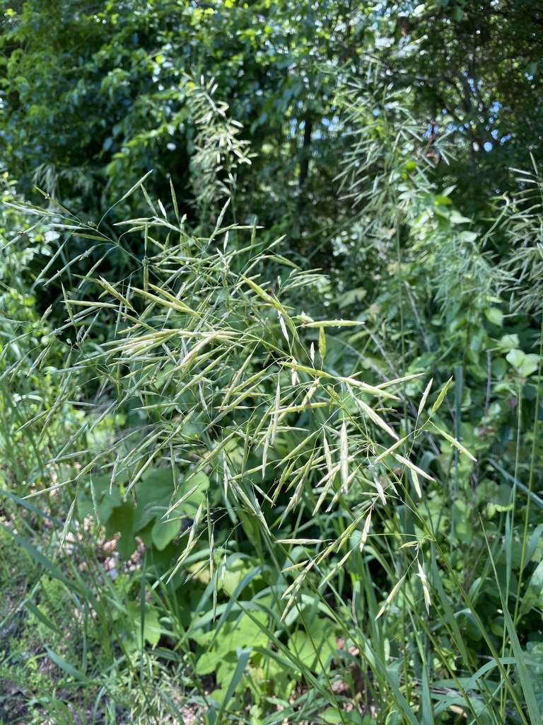 Smooth Brome from Davidsonville Park, Davidsonville, MD, US on June 07 ...