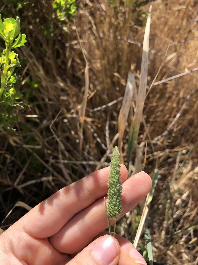 harding grass from Pinnacles National Park, Paicines, CA, US on June 11 ...