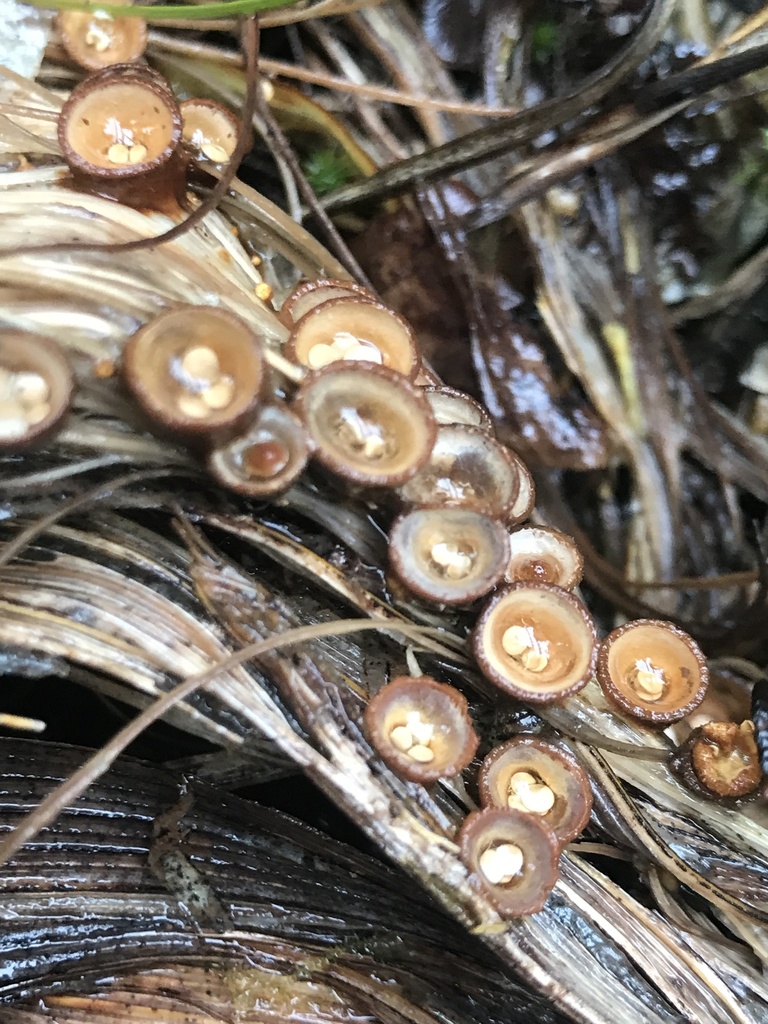 Crucibulum from Tongariro National Park, Manawatu-Wanganui, NZ on June ...