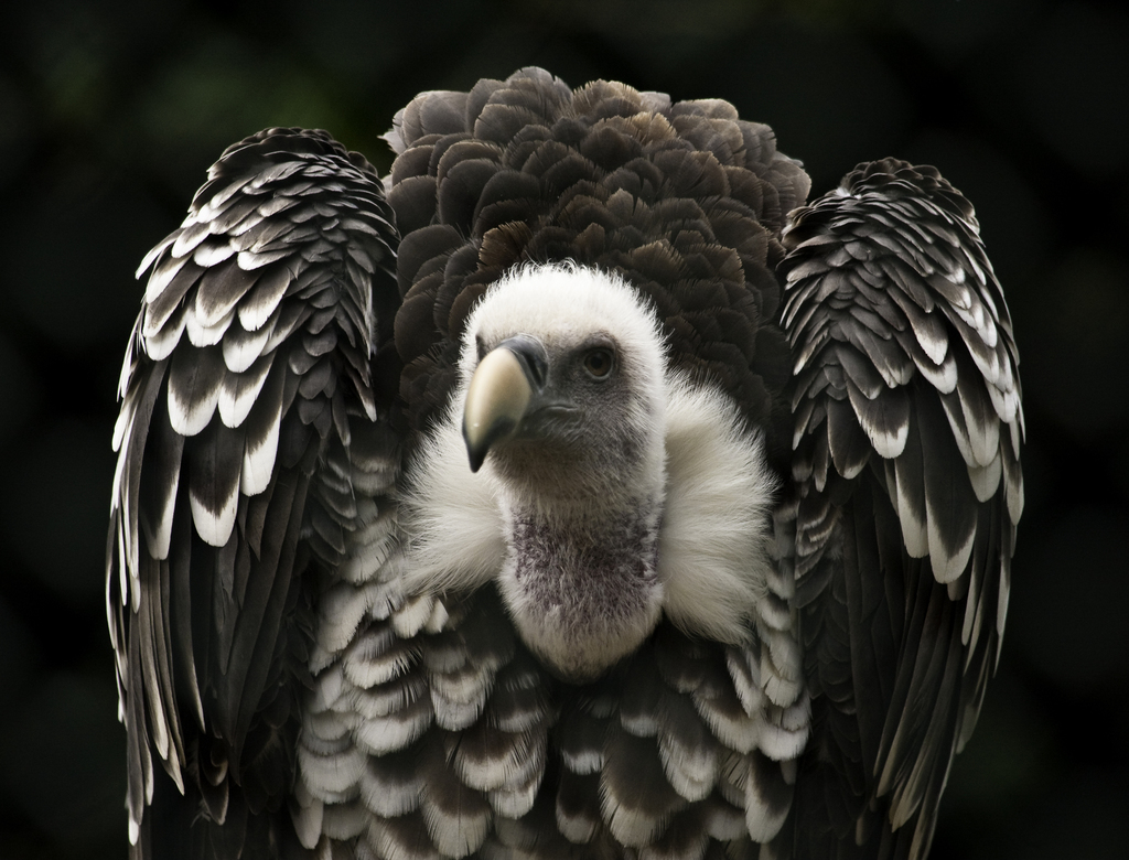 Rüppell's Griffon (Gyps rueppelli) - Avian Discovery