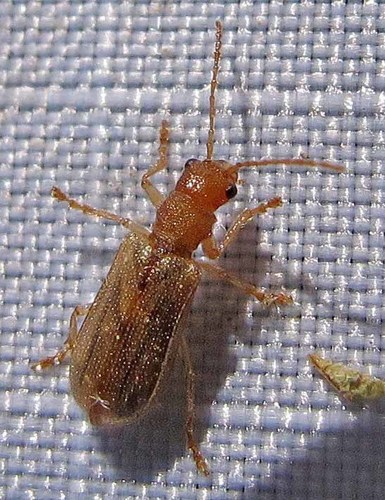 Genus Syneta · iNaturalist