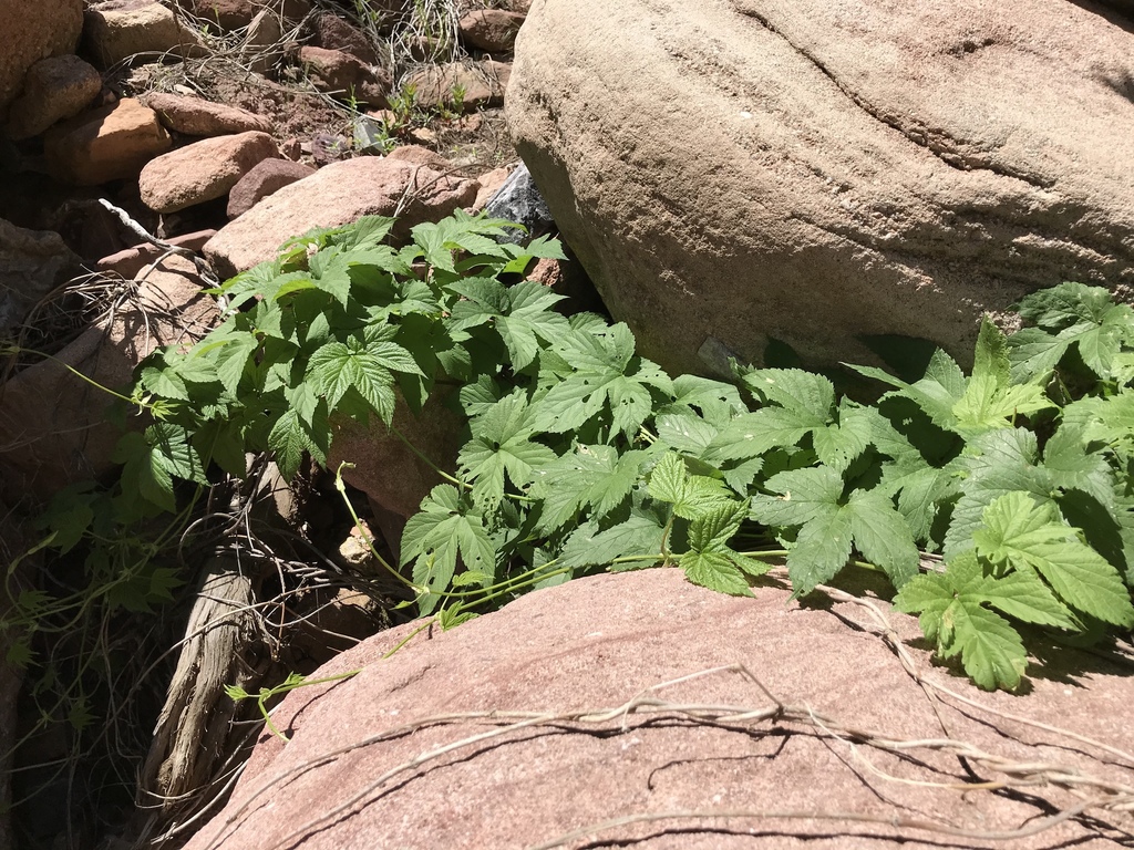 common hops in June 2020 by christian_nunes · iNaturalist