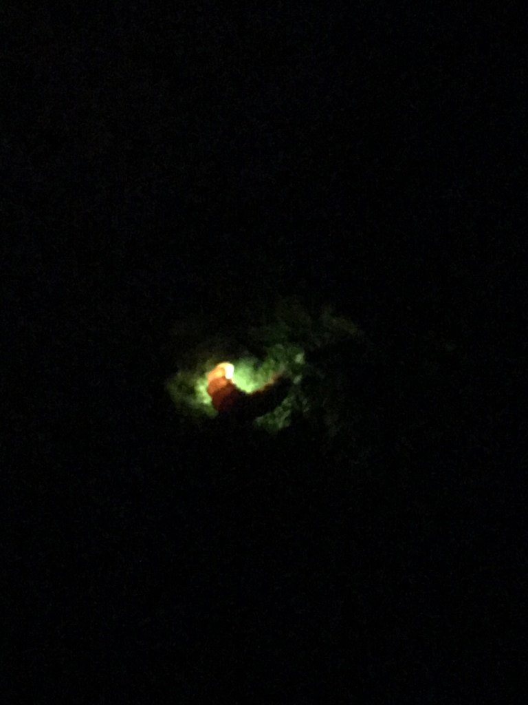 California Pink Glowworm from Wisecarver Ln, Jamul, CA, US on June 11 ...