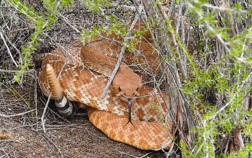 Red Diamond Rattlesnake from San Diego County, CA, USA on April 30 ...