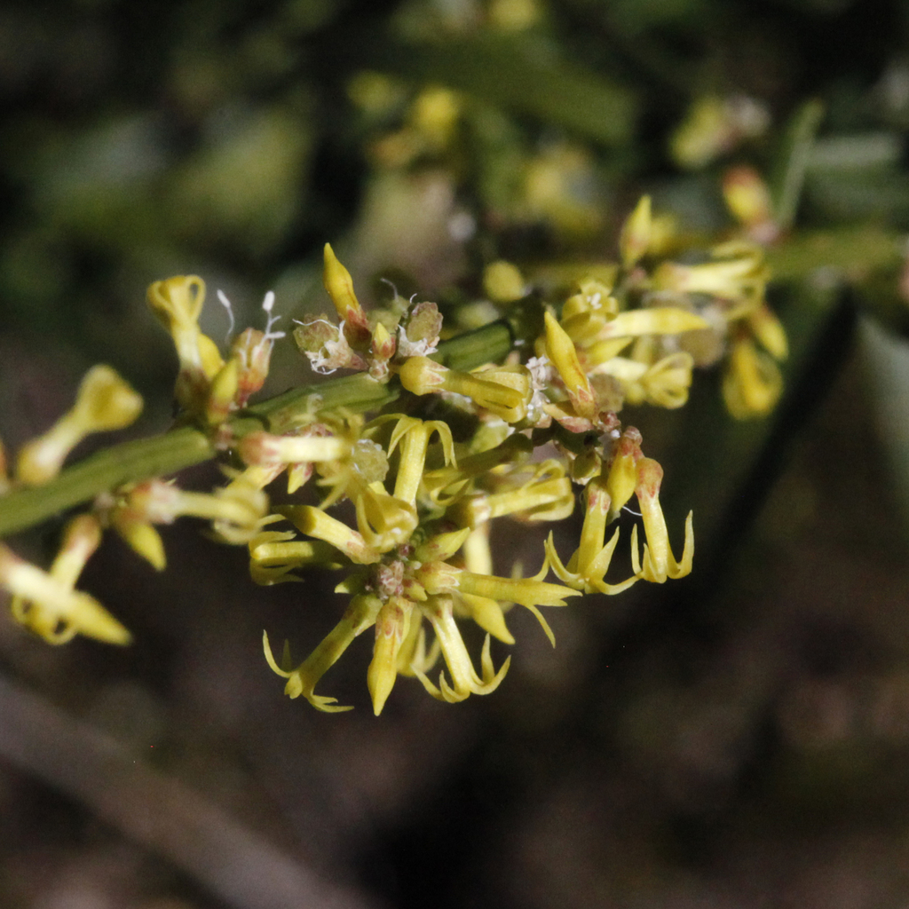 western stackhousia (Stackhousia muricata) - Botanical Realm