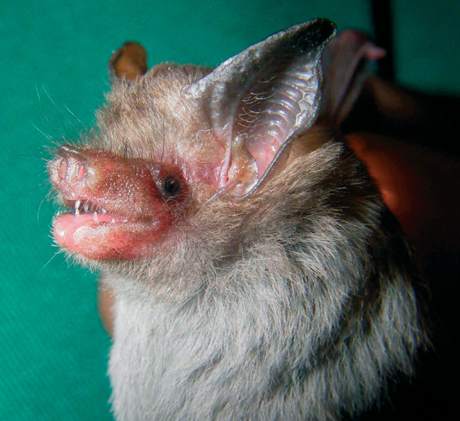 Hog-nosed Bats (Craseonycteridae) - Know Your Mammals