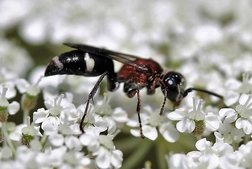 Harpactus laevis · iNaturalist