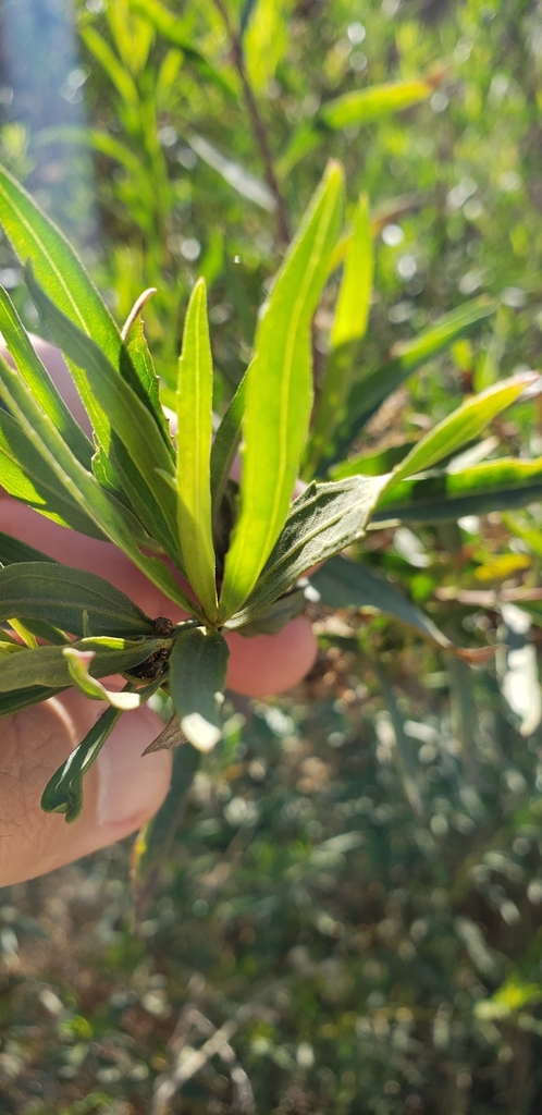 mule fat from La Cañada Flintridge, CA 91011, USA on June 11, 2020 at ...