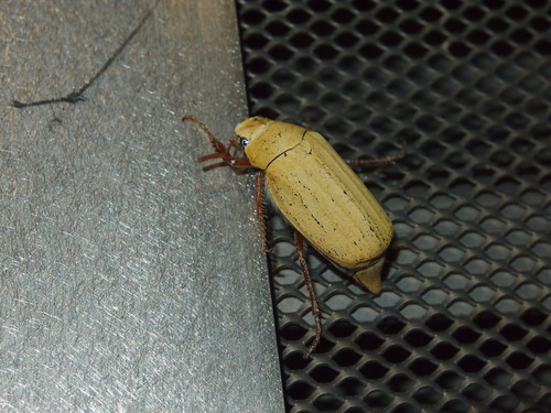 Genus Cyphochilus · iNaturalist