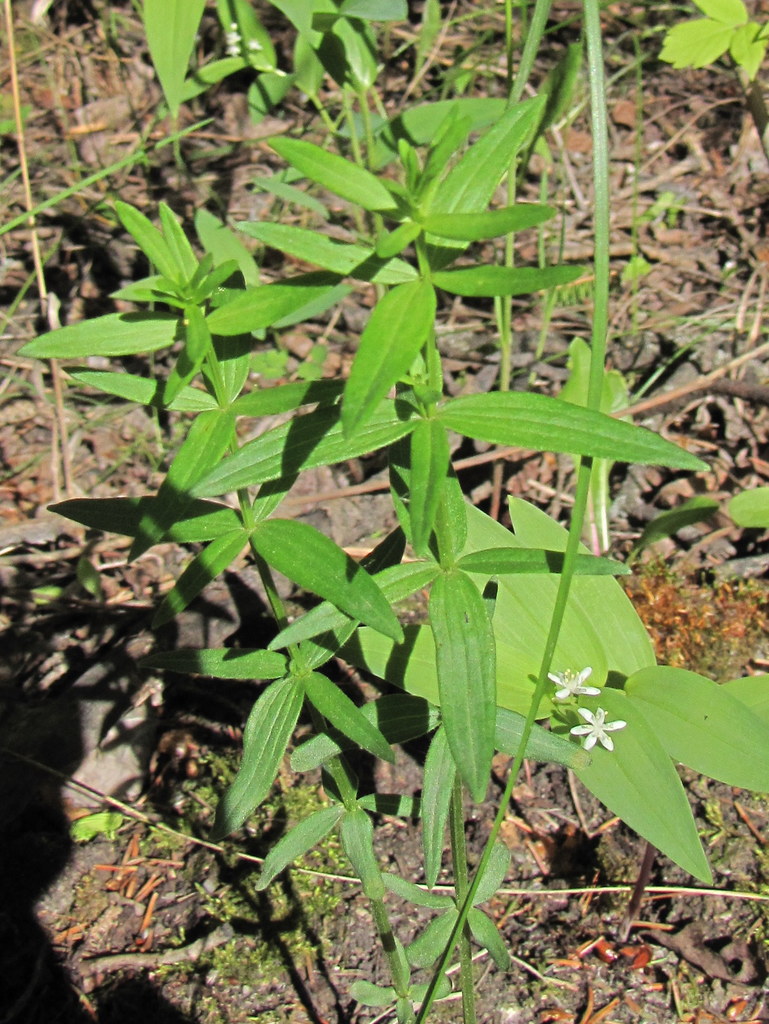 Northern Bedstraw from Mill Creek Ravine - South, Edmonton, AB, Canada ...