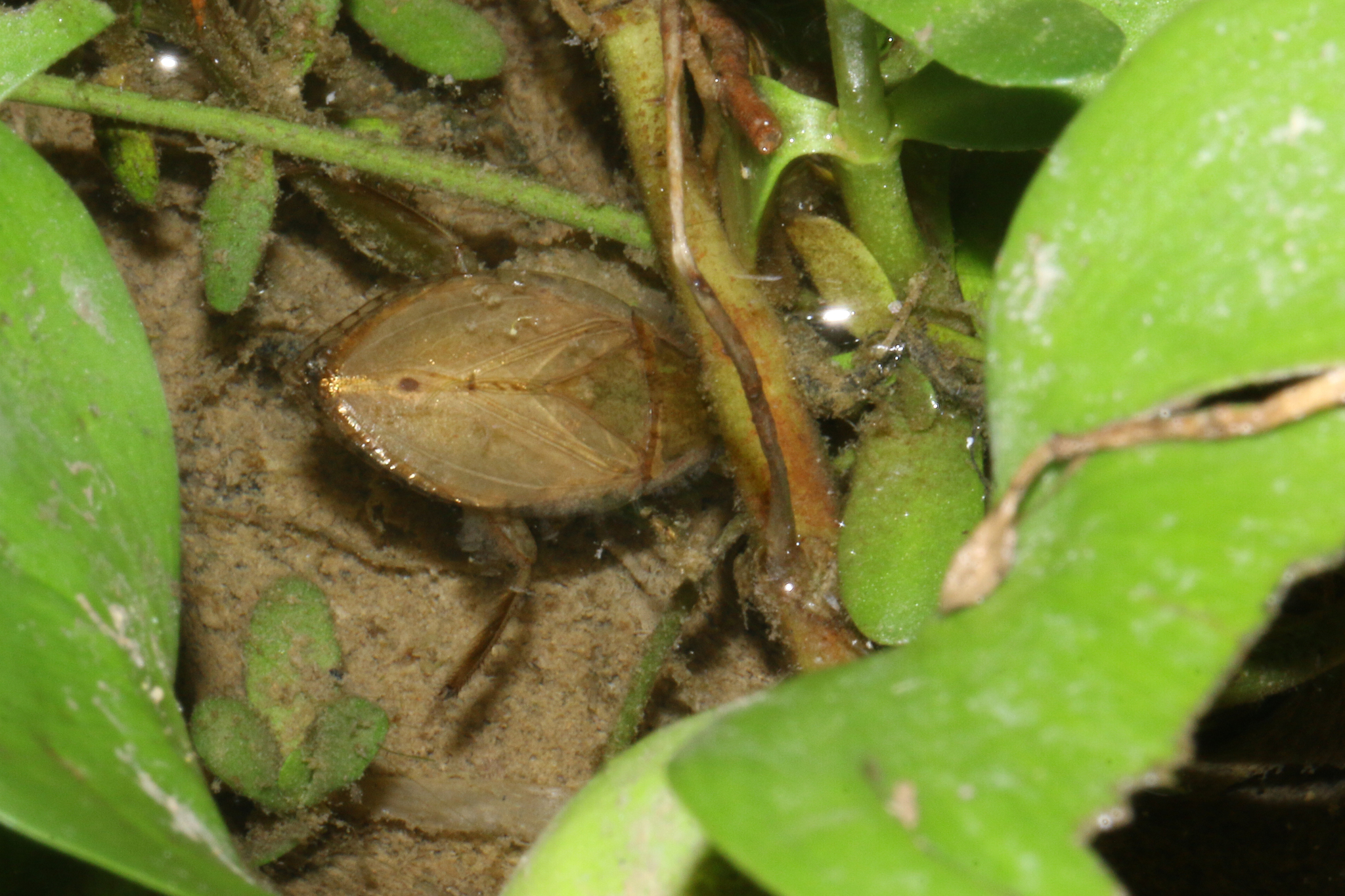 Diplonychus rusticus (Fabricius, 1871)