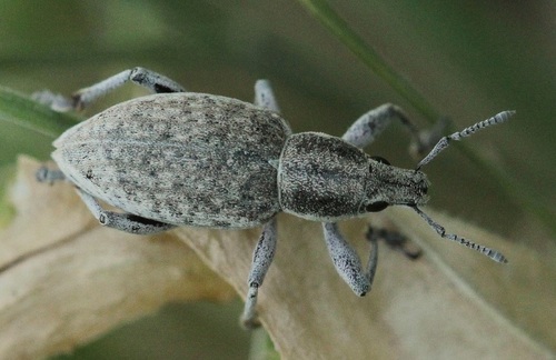 Megamecus variegatus · iNaturalist