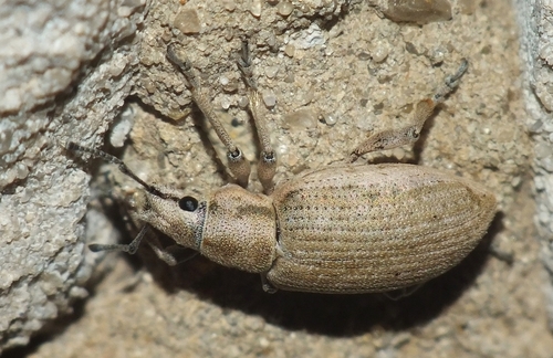 Megamecus argentatus · iNaturalist