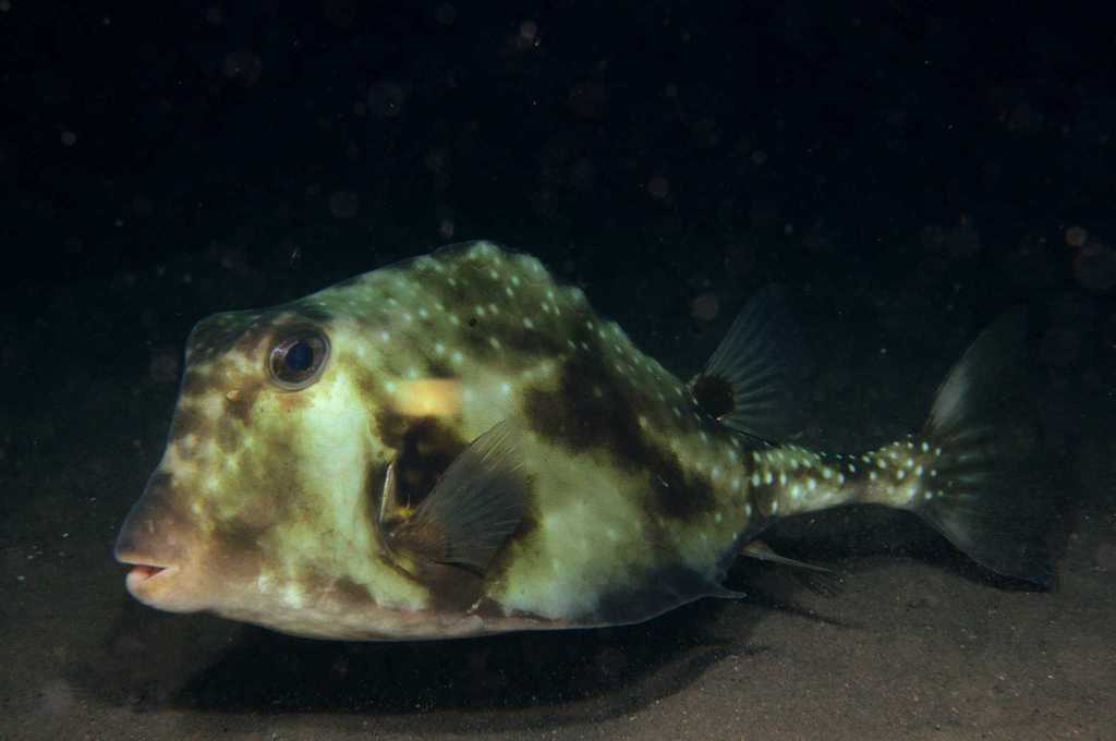 Buffalo Trunkfish (Lactophrys trigonus) - Marine Life Identification