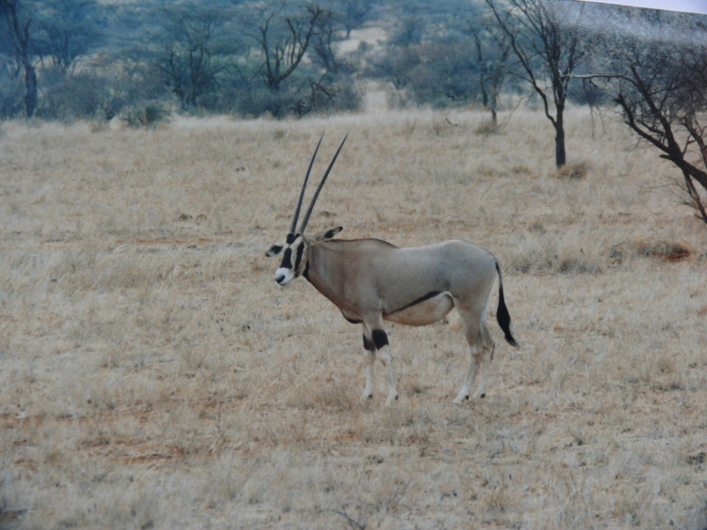 Beisa Oryx in May 1995 by rgordonjones · iNaturalist