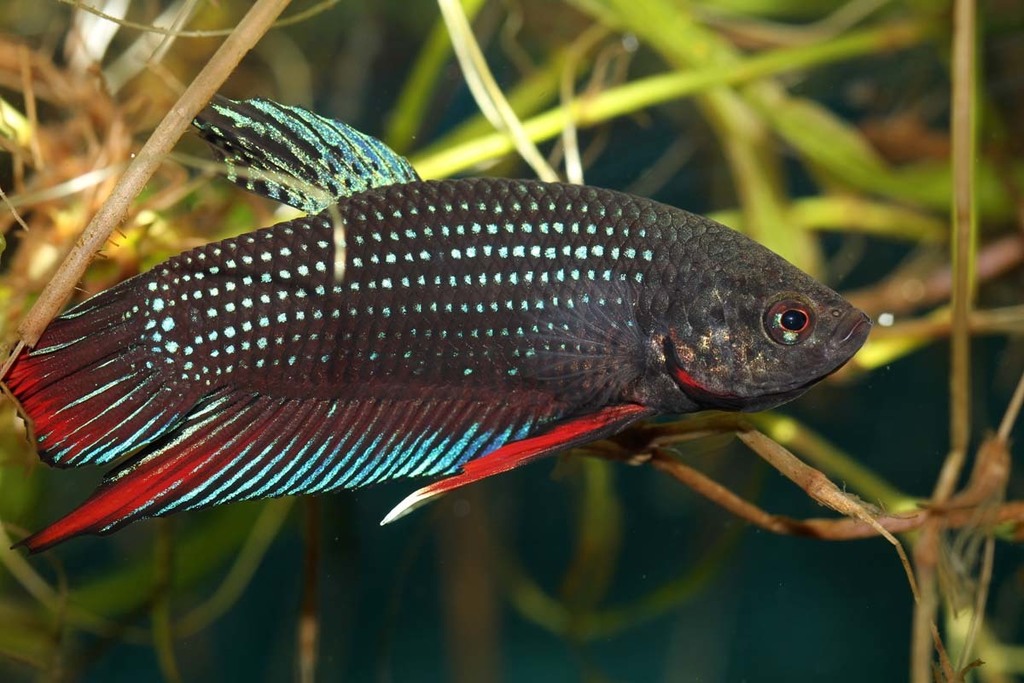 Kabinburi Betta (Betta siamorientalis) - Marine Life Identification