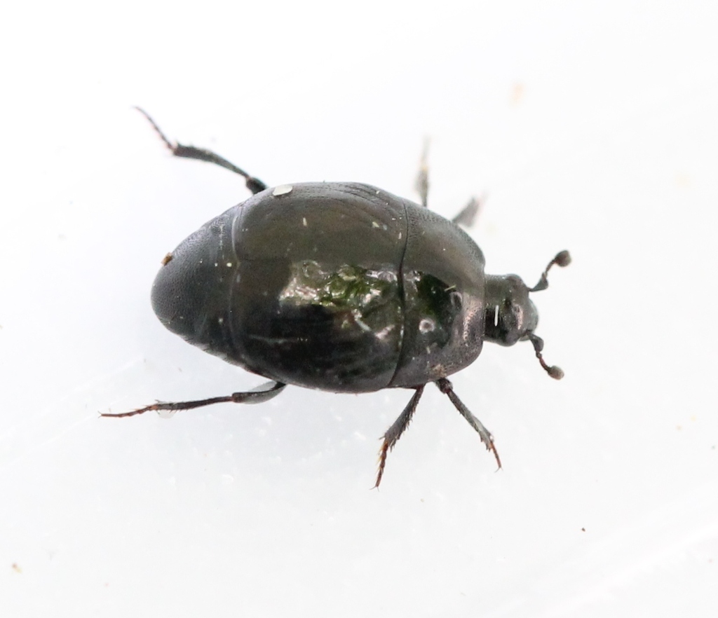Saprinus semistriatus from Arques, France on June 9, 2015 at 03:47 PM ...