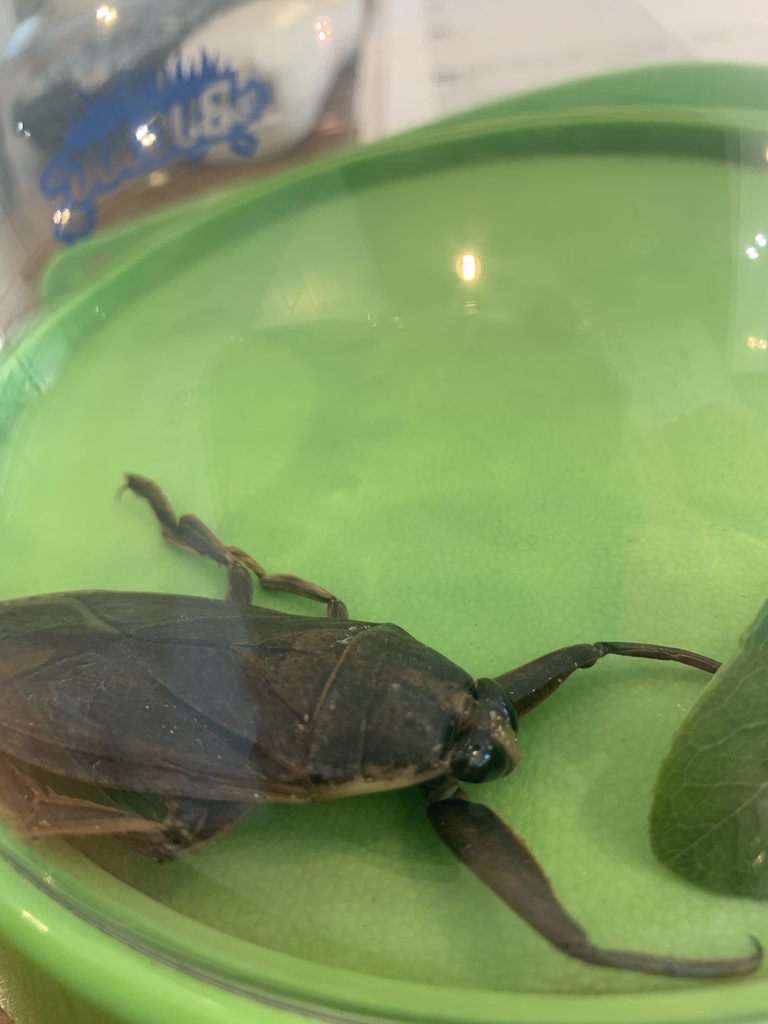 Eastern Toe-biter from Forest Hills Park, Tampa, FL, US on June 12 ...