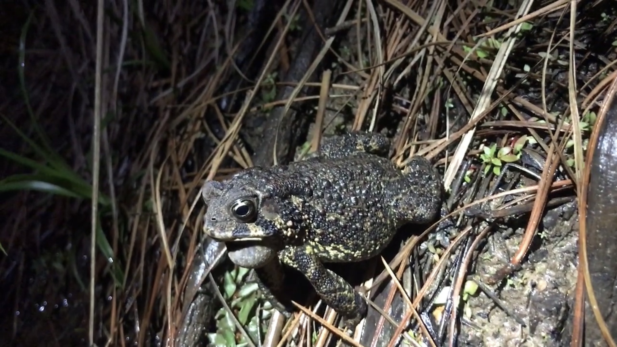 Anaxyrus houstonensis (Sanders, 1953)