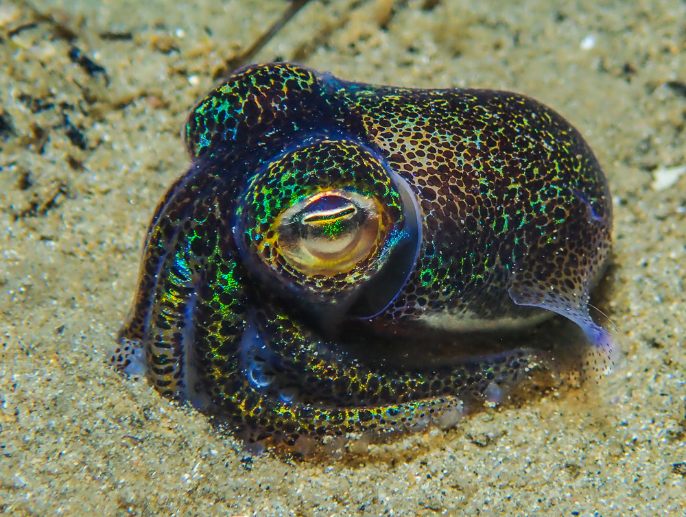 Southern Bobtail (Parsley Bay and Surrounds Marine Invertebrates ...