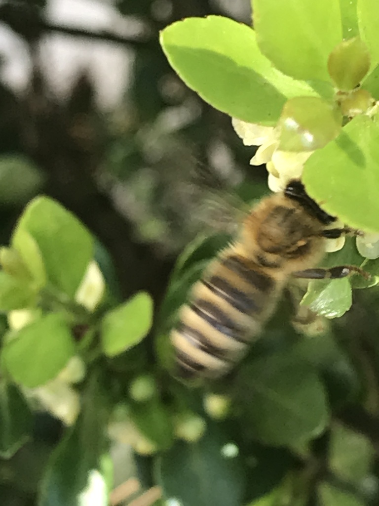 Western Honey Bee from Long Island, Massapequa, NY, US on June 12, 2020 ...