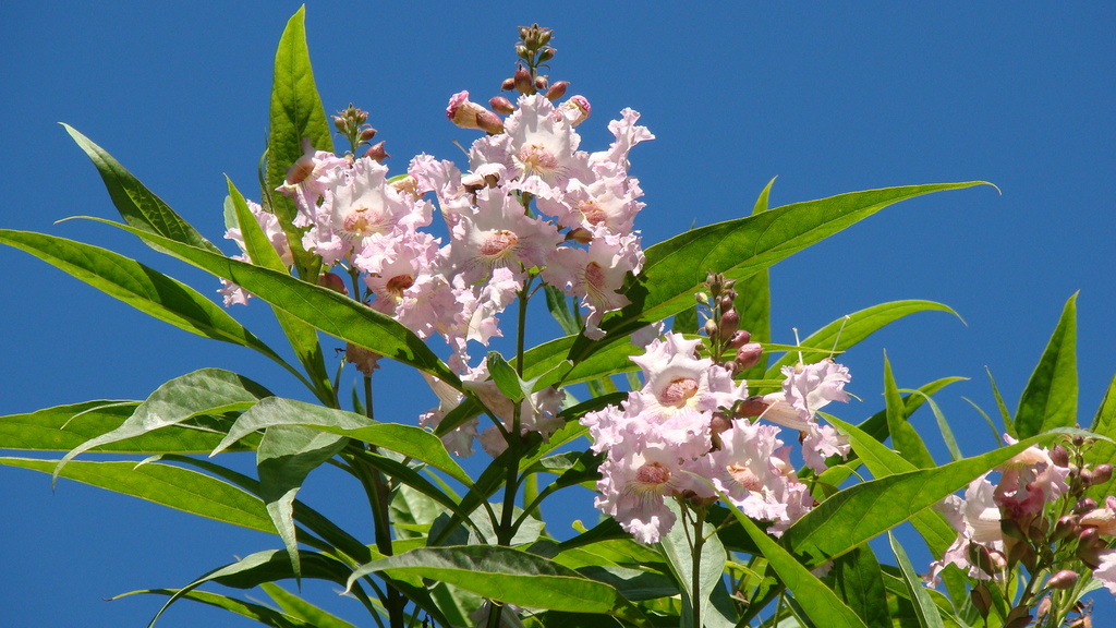 × chitalpa (Earthwatch California Urban Tree Program) · iNaturalist