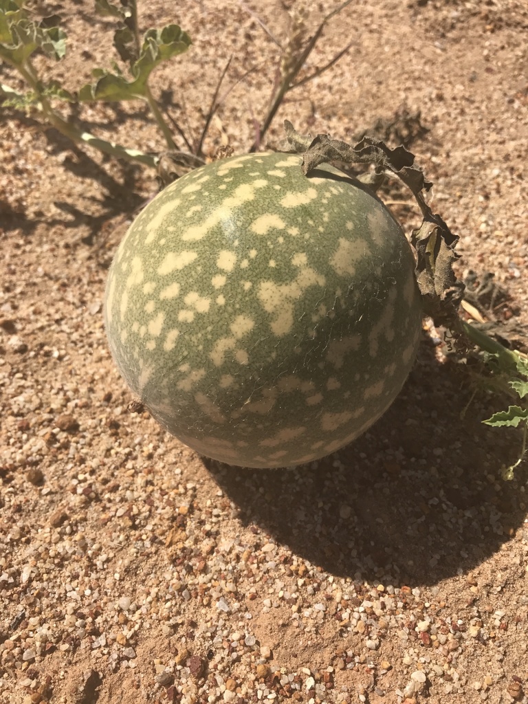 Watermelons from George Grey Drive, Yallabatharra, WA, AU on April 19 ...