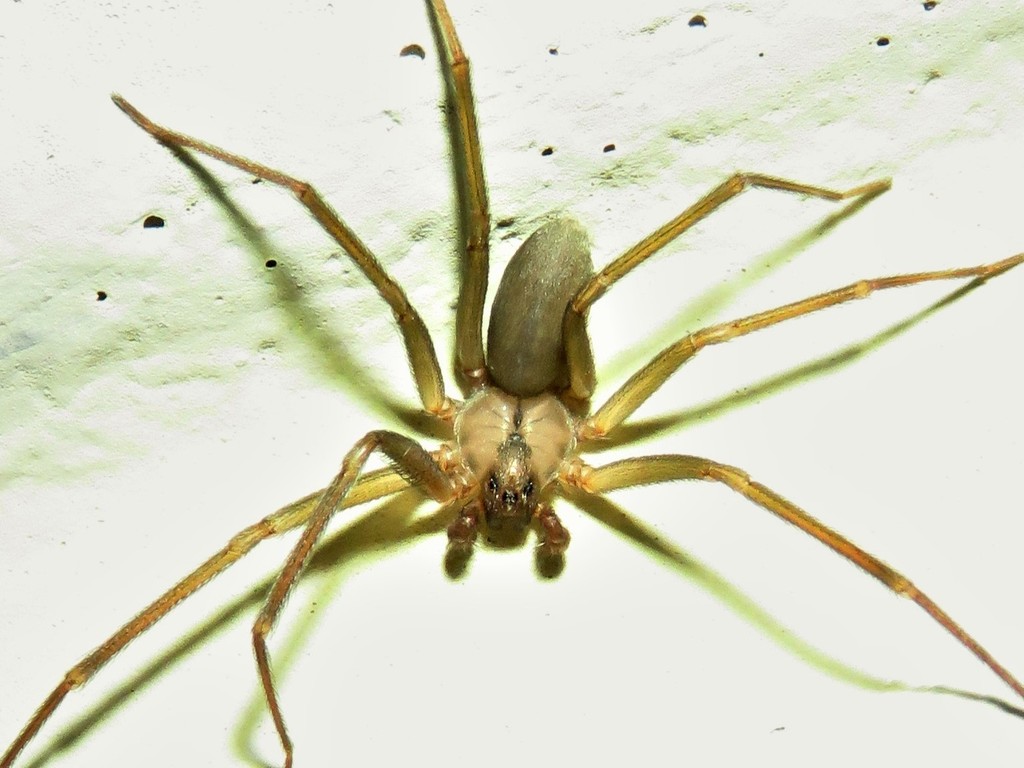 Brown Recluse from Gene Howe Wildlife Management Area, Hemphill County ...