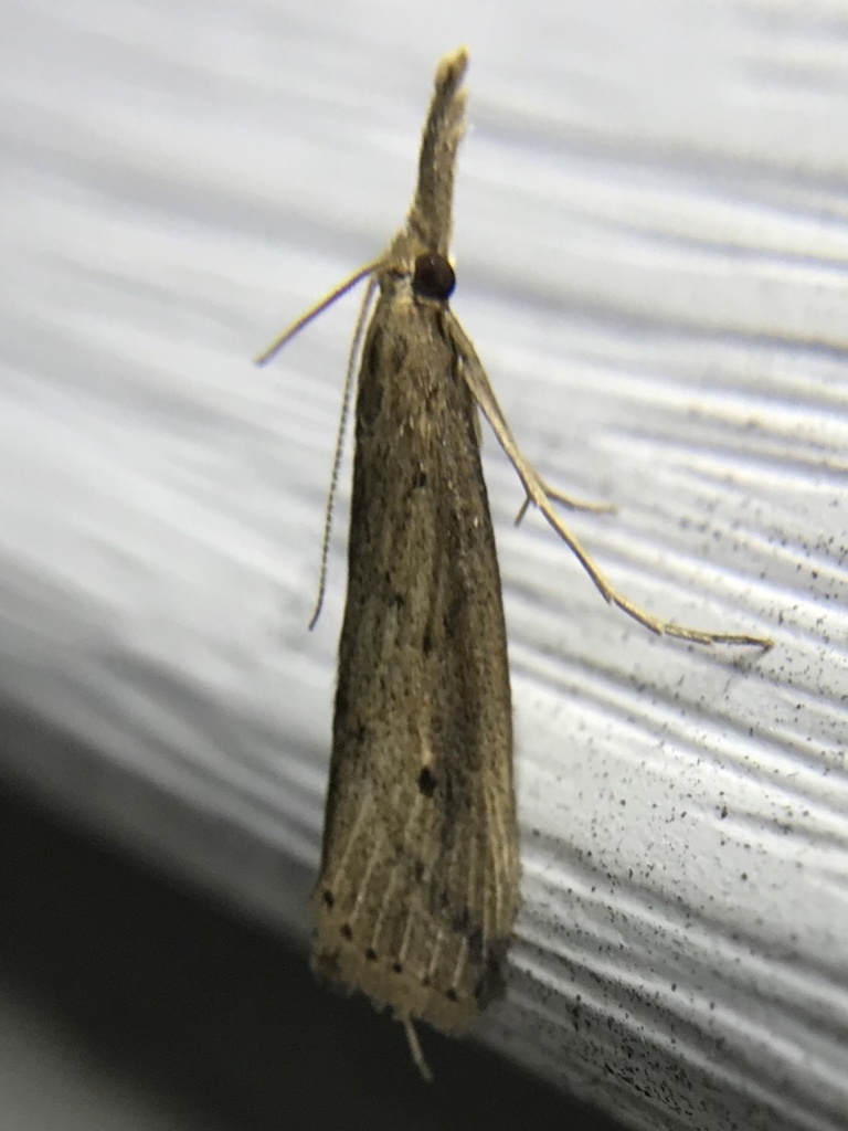 Crambid Snout Moths from S Farview Ave, Hatfield, PA, US on June 11 ...