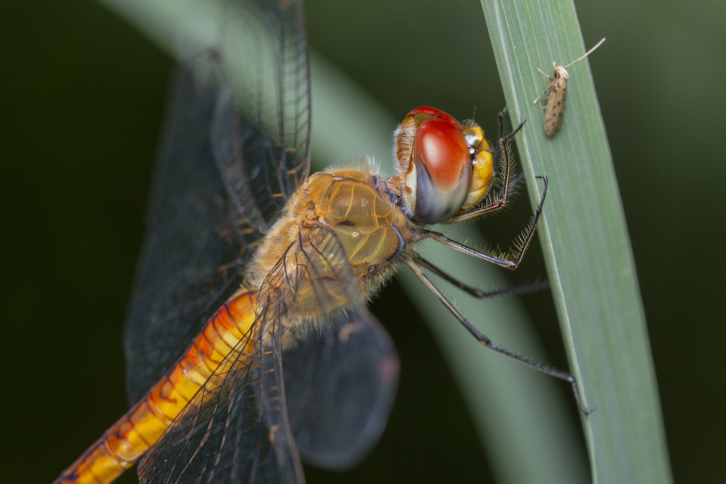 Curved-horn Moths from Yishun Street 51, Singapore on June 12, 2020 at ...
