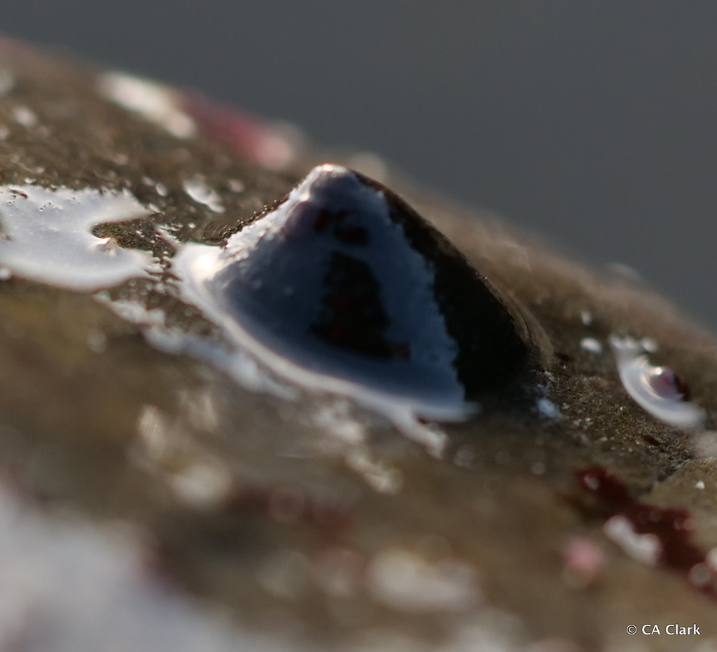 Black Limpet from Pescadero Point, California, USA on June 7, 2020 at ...