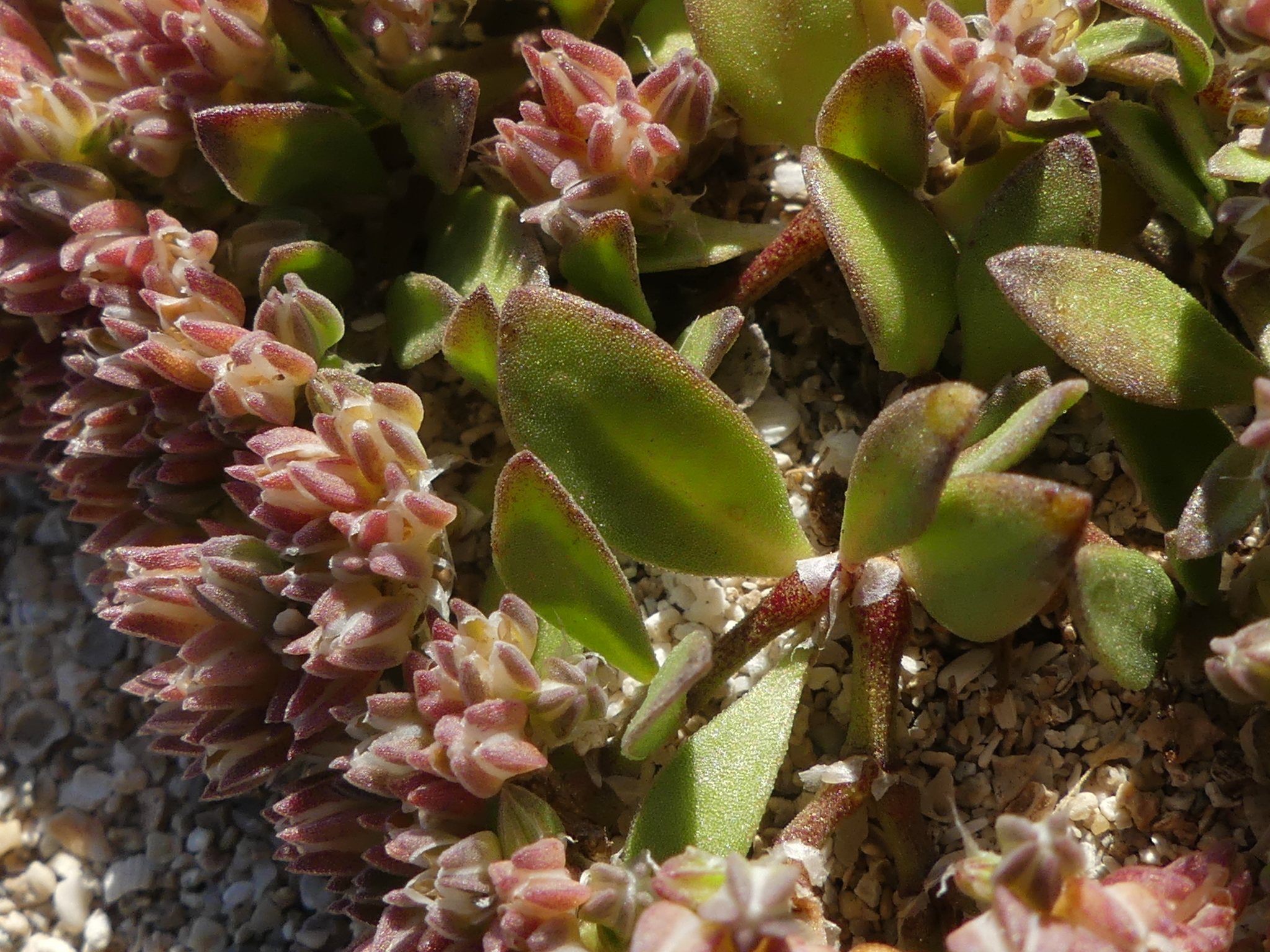 Polycarpon alsinifolium (Biv.) DC.
