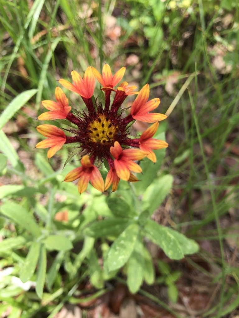 Lanceleaf blanketflower from University of South Florida, Tampa, FL, US ...