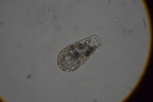 Difflugia bryophila · NaturaLista Colombia