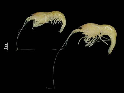 Potamalpheops pininsulae · iNaturalist