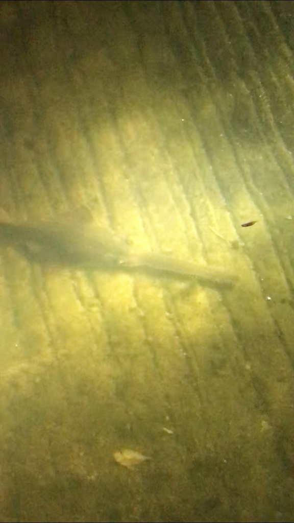 Sawfishes (Pristis) - Marine Life Identification