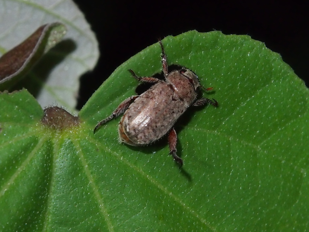 Chinese rose beetle (Rutelinae of the United States) · iNaturalist