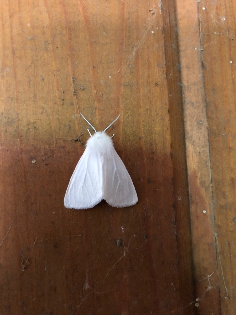 Underwing, Tiger, Tussock, and Allied Moths from Wisner Rd, Willoughby ...