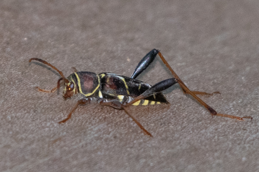 Neoclytus mucronatus in June 2020 by Tracey Fandre · iNaturalist