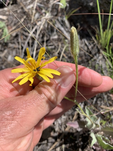 Subespecie Crepis atribarba originalis · NaturaLista Colombia