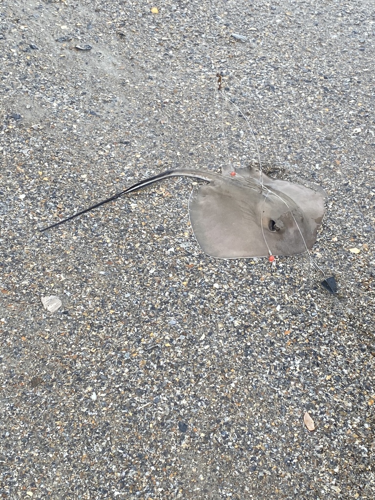 Bluntnose Stingray (Hypanus say) - Marine Life Identification