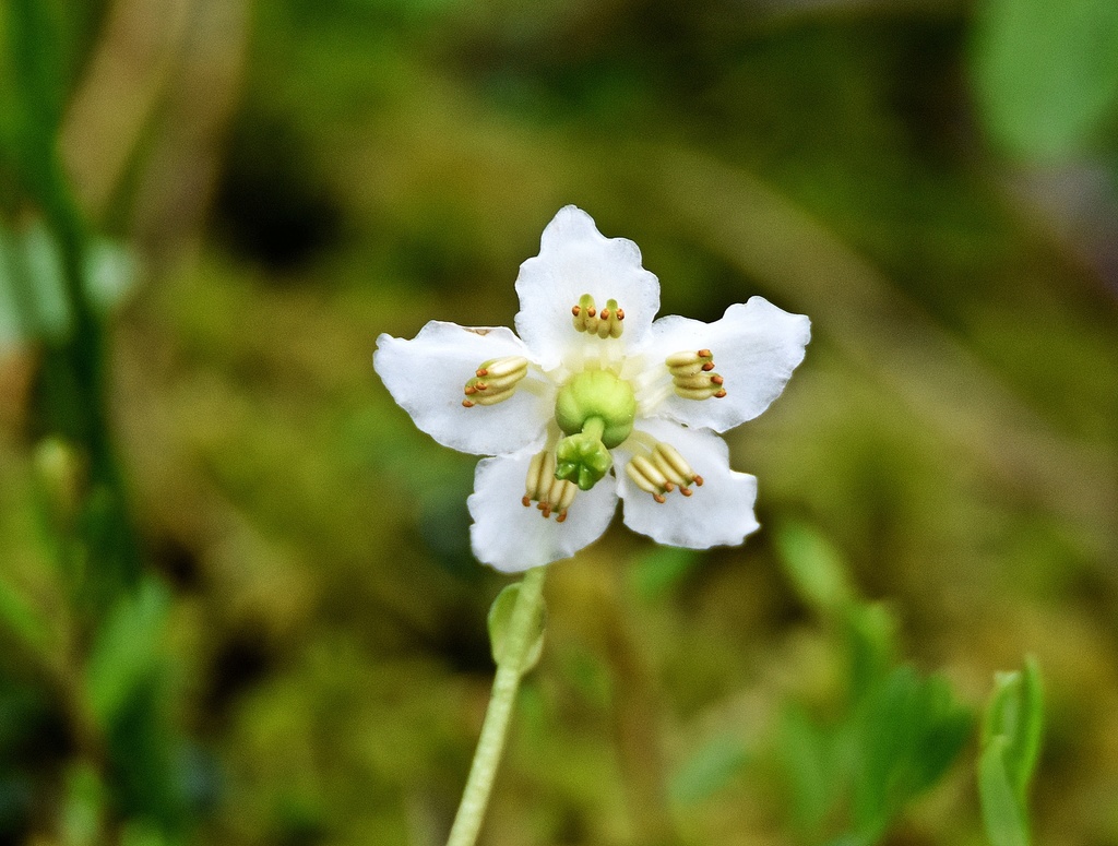 monotropes (Monotropoideae) - Botanical Realm